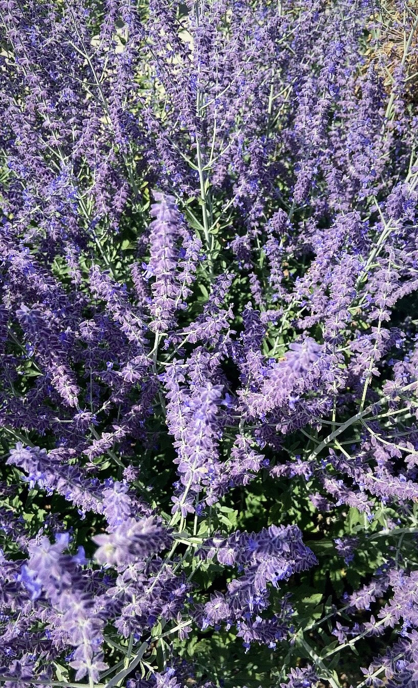 Radiant Health: Immunity, Gut, and Skin — Sanbera Switzerland